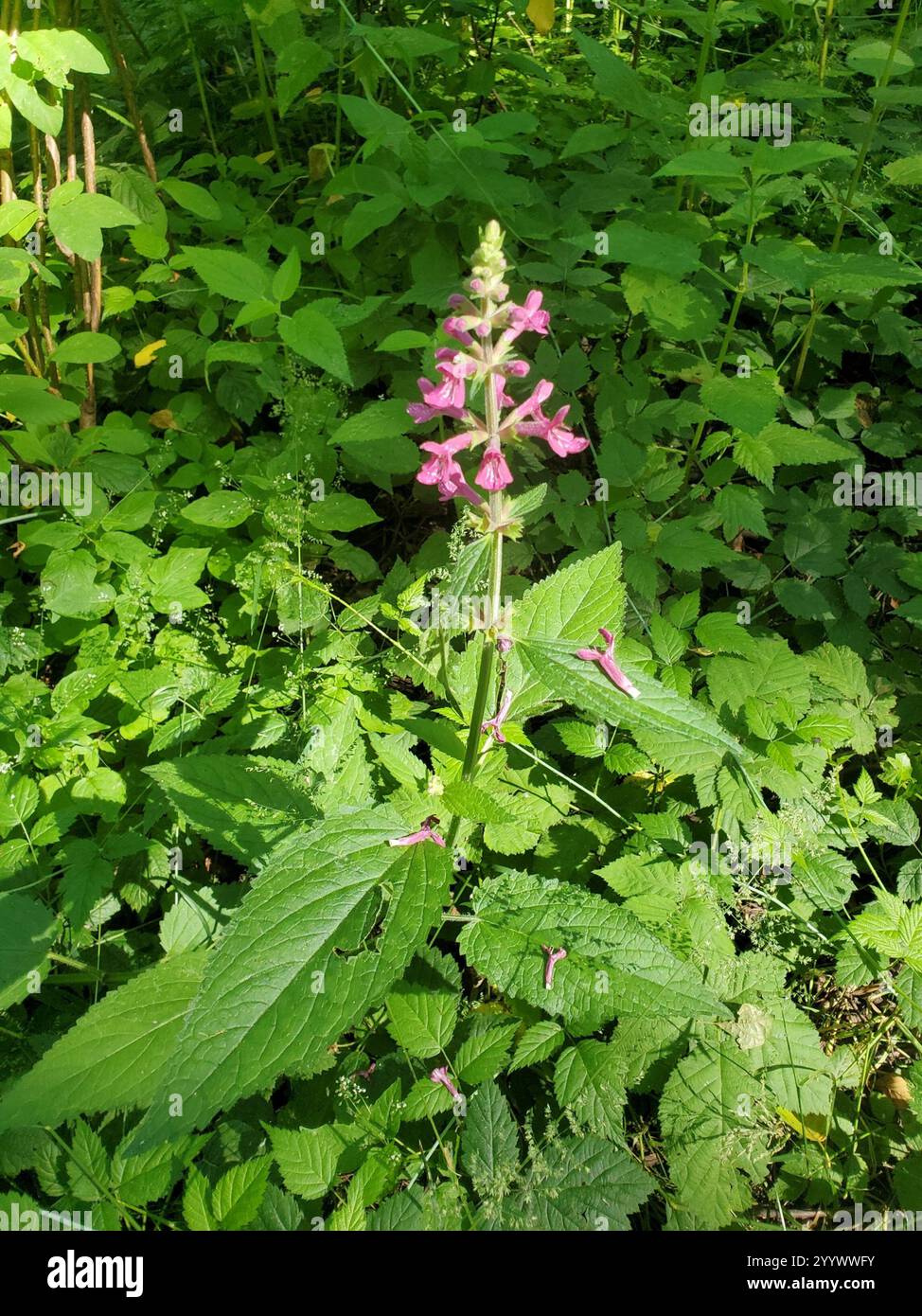 Coastal Hedge-nettle (Stachys chamissonis Stock Photo - Alamy