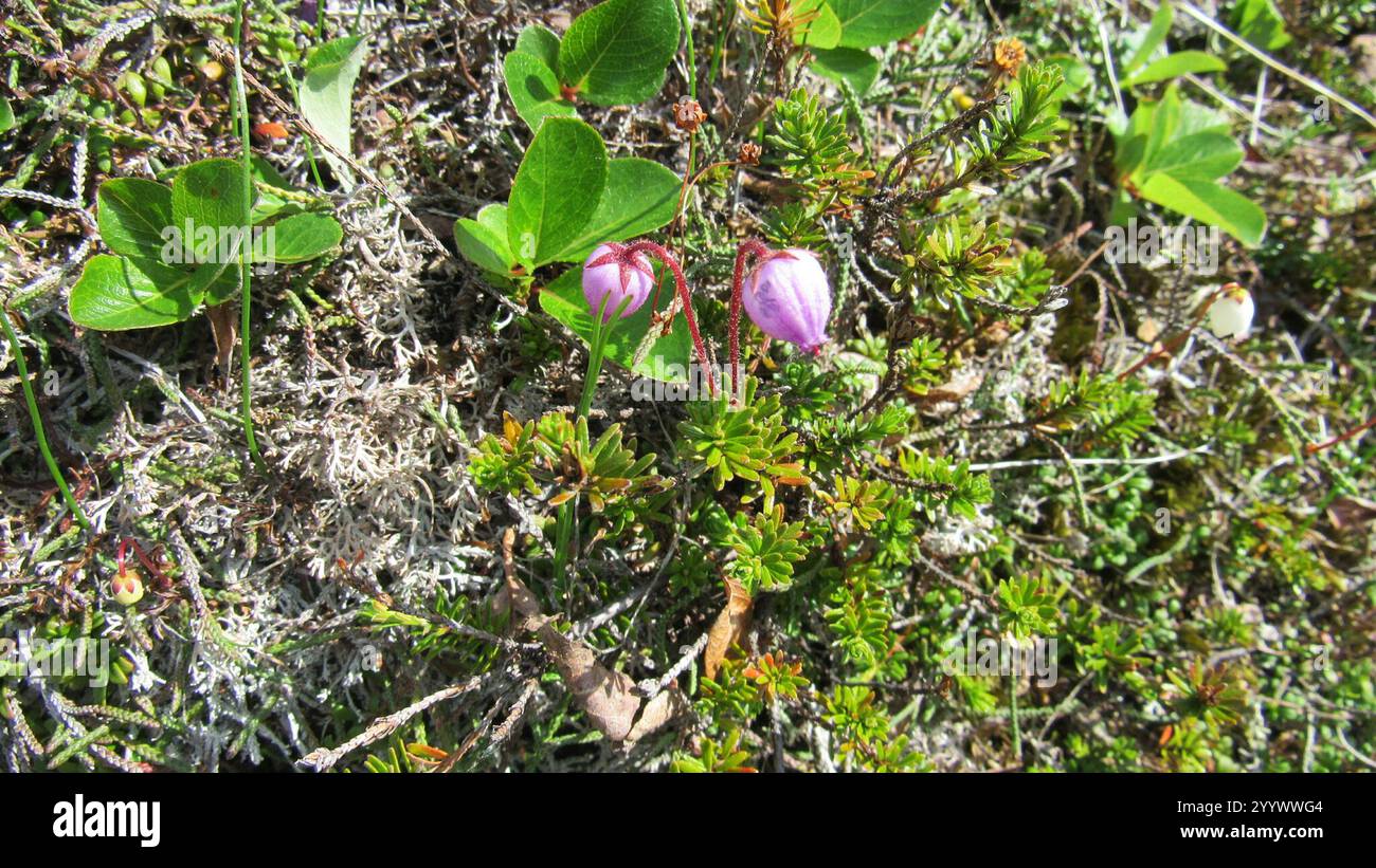 Blue Mountain-heath (Phyllodoce caerulea Stock Photo - Alamy