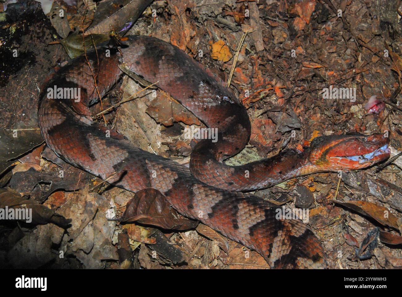 Amazonian Toad-headed Pitviper (Bothrocophias hyoprora Stock Photo - Alamy