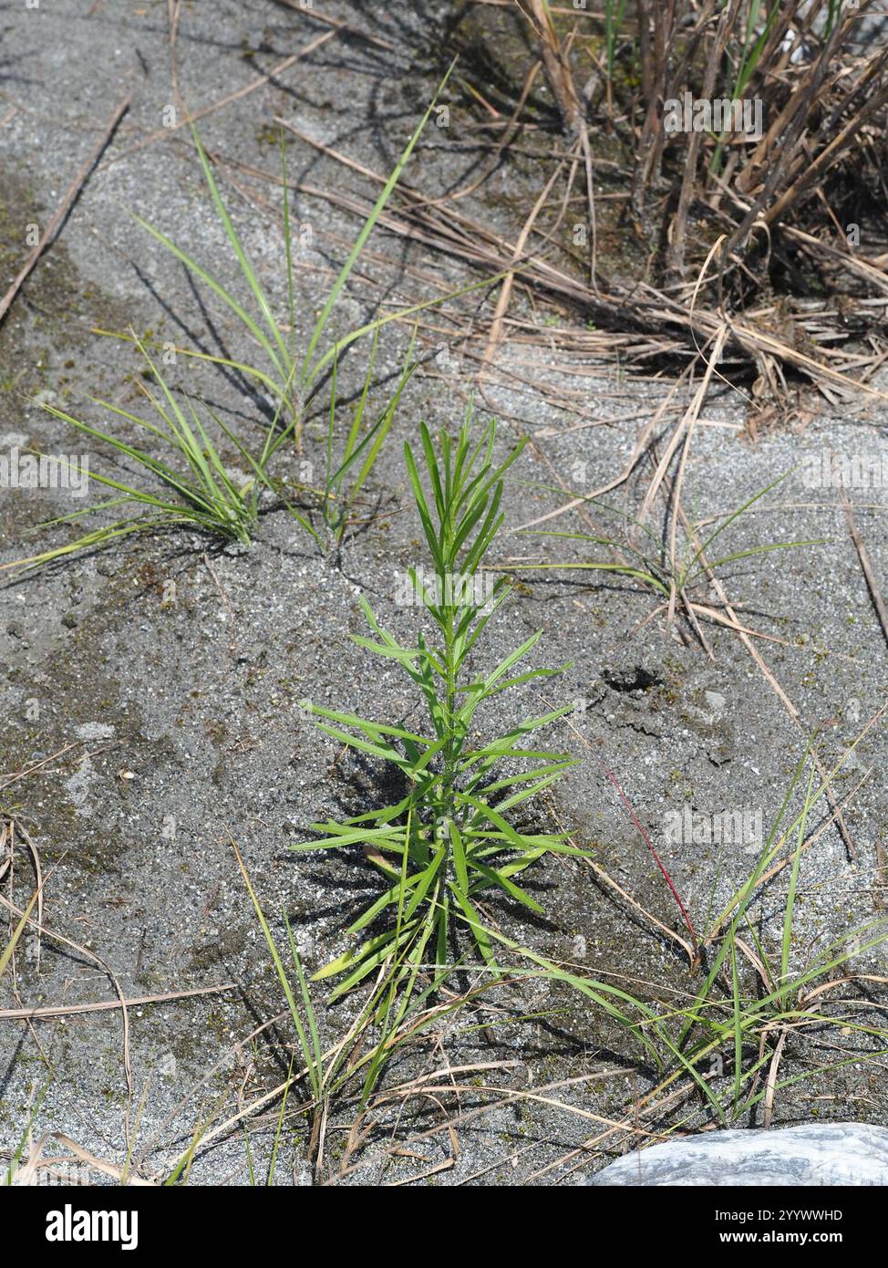 Aster altaicus hi-res stock photography and images - Alamy
