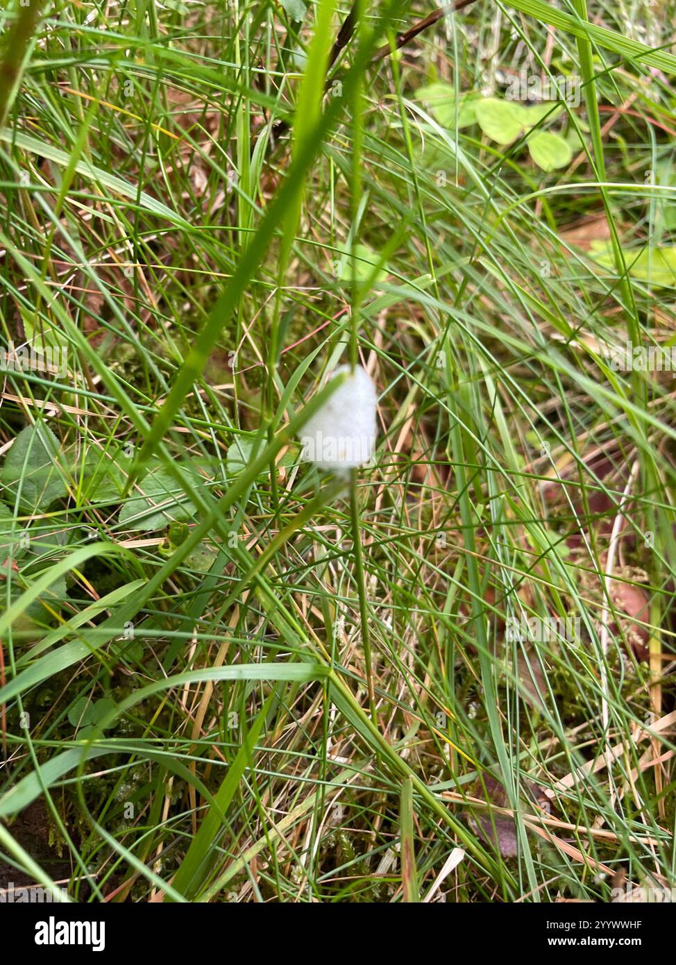 Spittlebugs and Froghoppers (Cercopoidea Stock Photo - Alamy