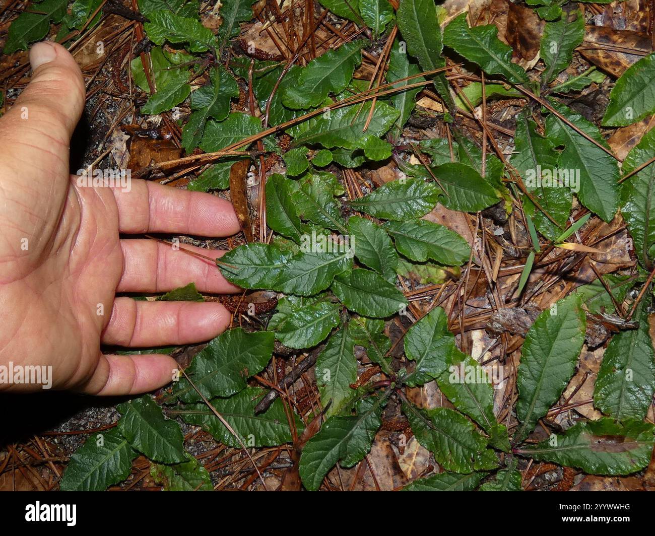Smooth Elephant's Foot (Elephantopus nudatus Stock Photo - Alamy