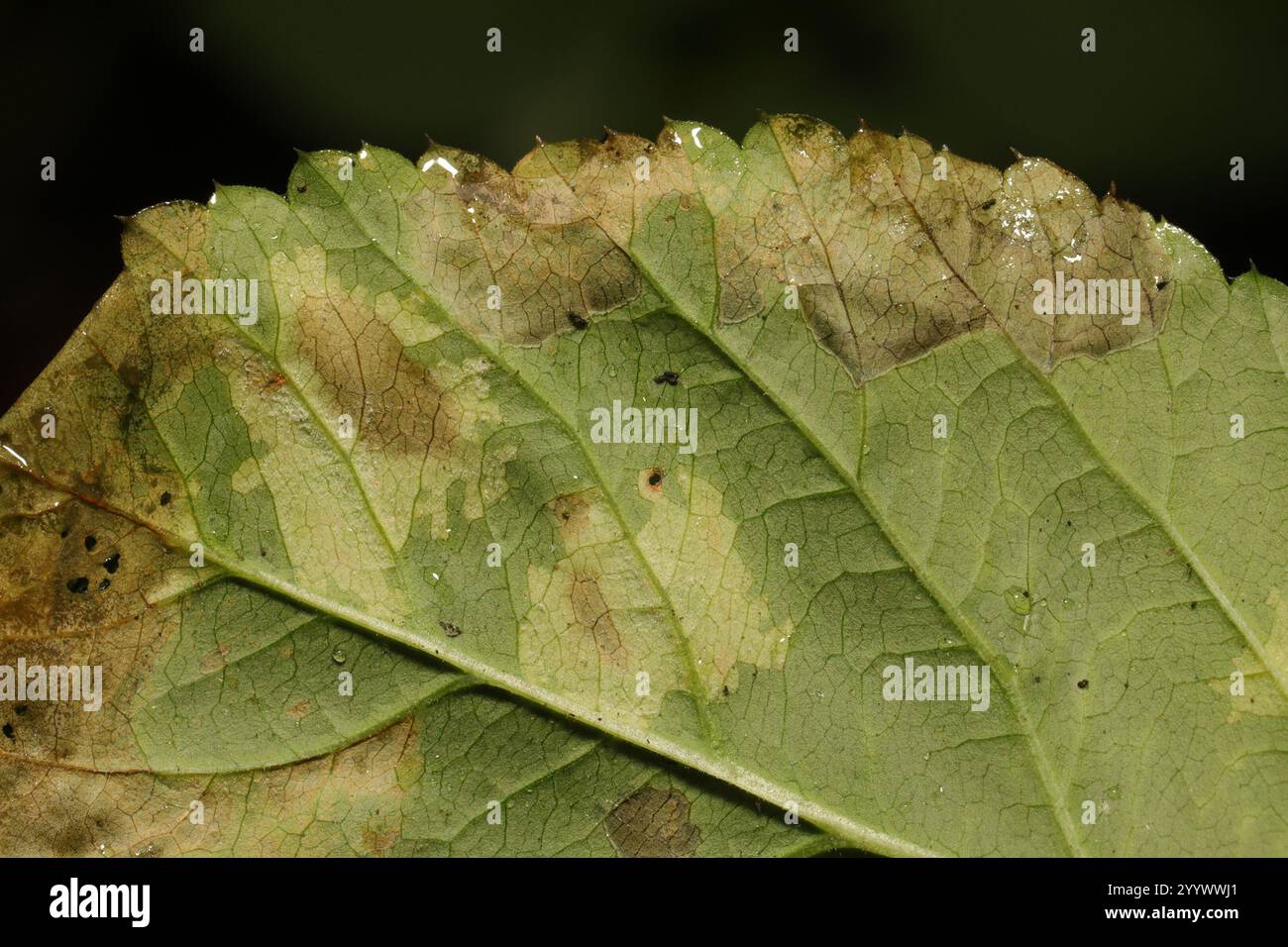 Macrosporus hi-res stock photography and images - Alamy