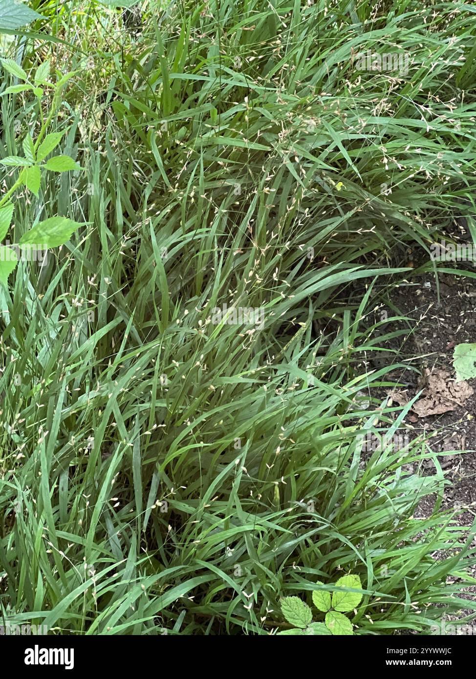 Wood melick hi-res stock photography and images - Alamy