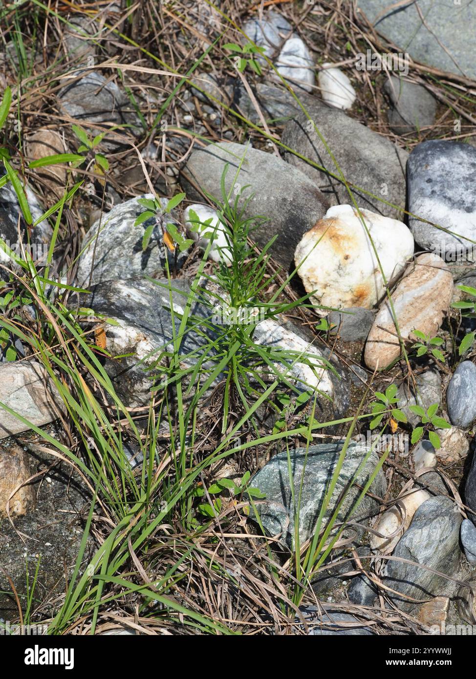 Aster altaicus hi-res stock photography and images - Alamy