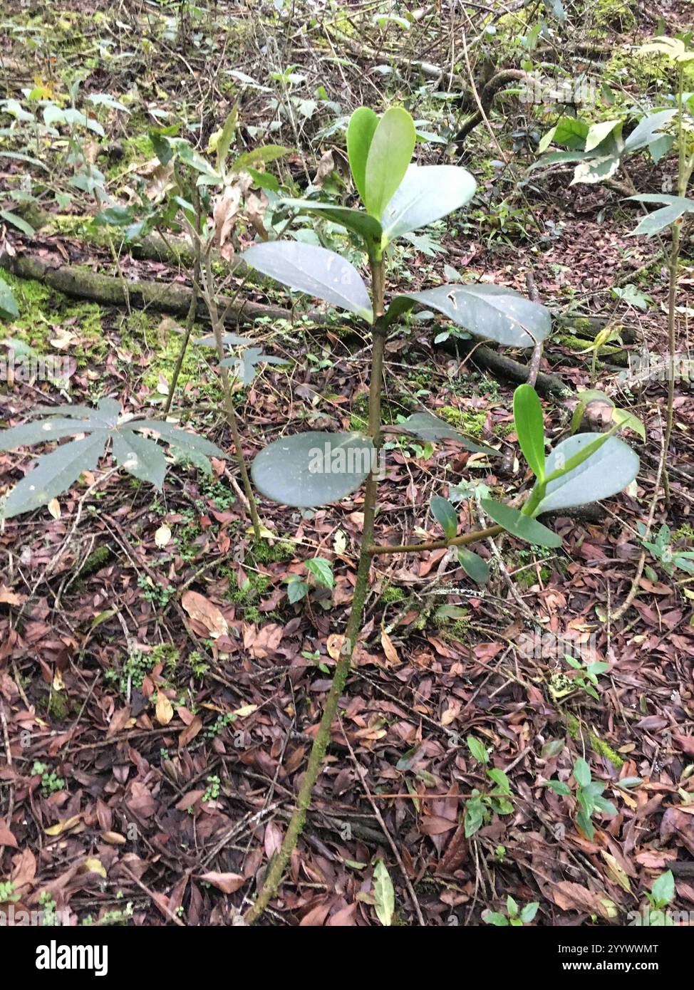 attorney trees (Clusia Stock Photo - Alamy