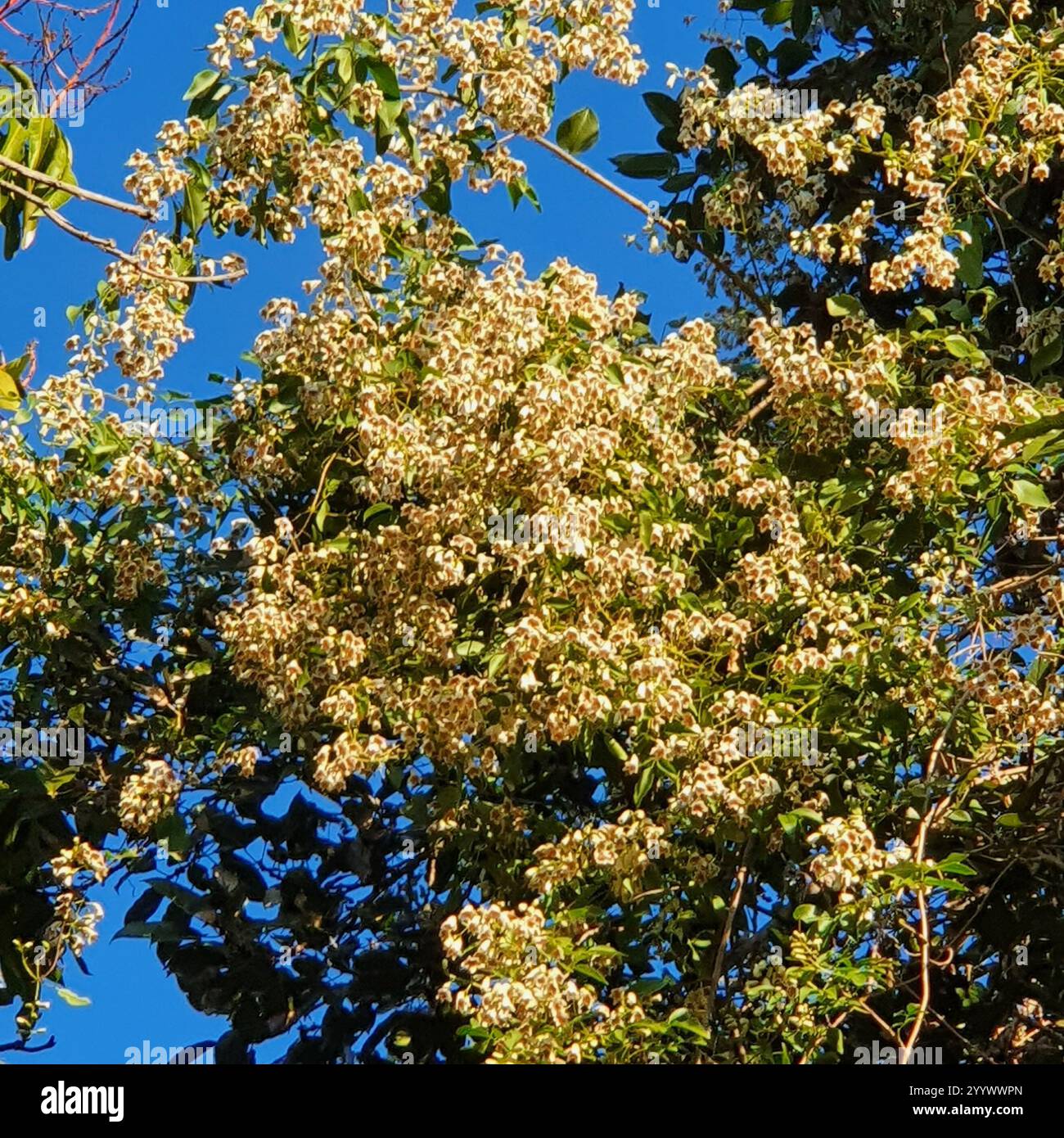 Wonga wonga vine hi-res stock photography and images - Alamy