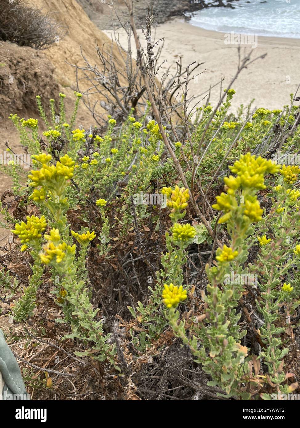 Coastal Goldenbush (Isocoma menziesii Stock Photo - Alamy