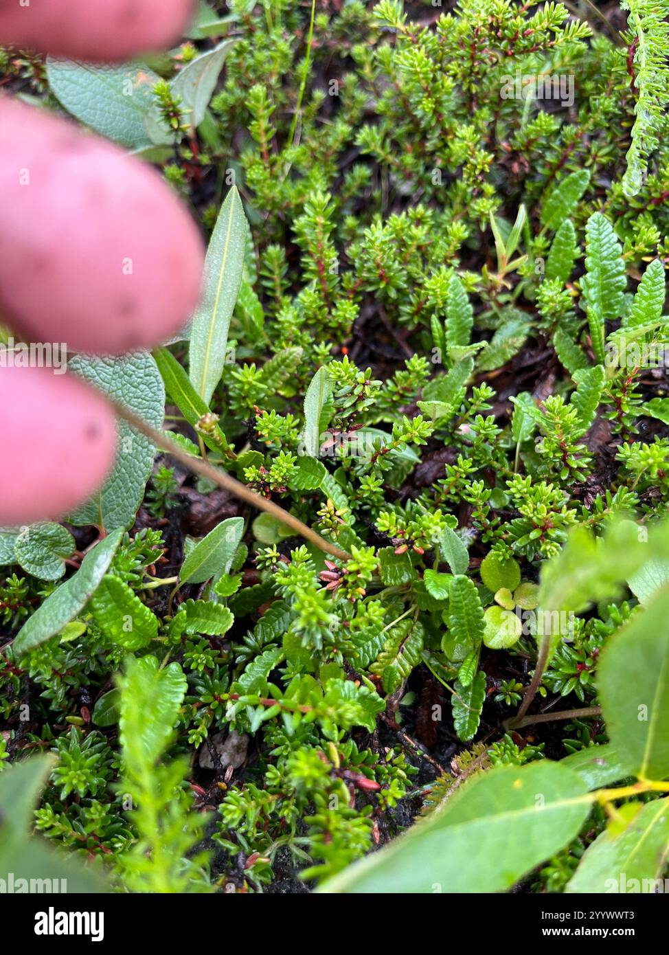 Alaska Mountain-avens (Dryas alaskensis Stock Photo - Alamy