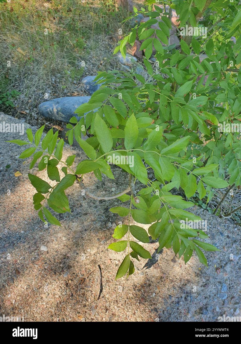 European ash (Fraxinus excelsior Stock Photo - Alamy