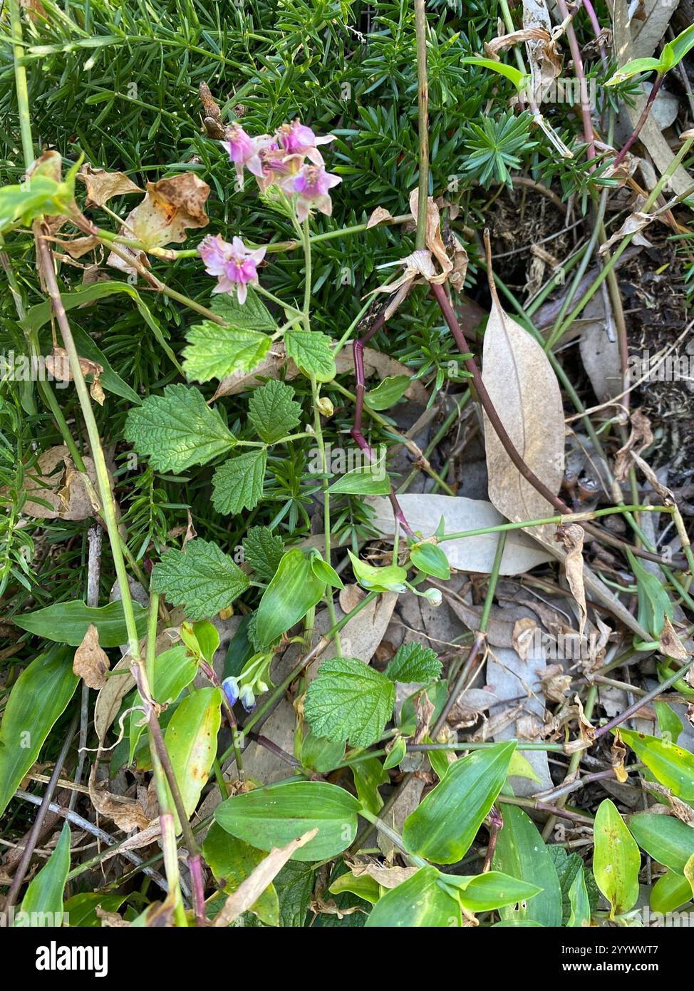 small-leaf bramble (Rubus parvifolius Stock Photo - Alamy