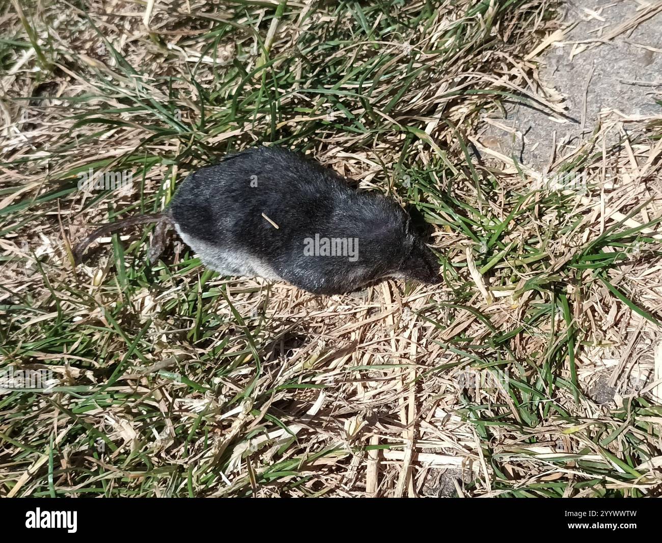 Eurasian Water Shrew (Neomys fodiens Stock Photo - Alamy