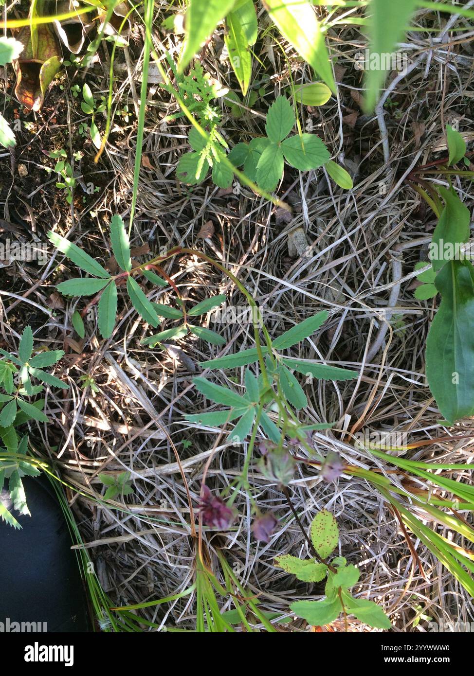 marsh cinquefoil (Comarum palustre Stock Photo - Alamy