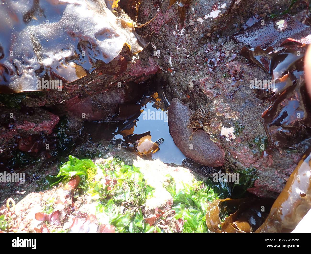 Gumboot Chiton (Cryptochiton stelleri Stock Photo - Alamy