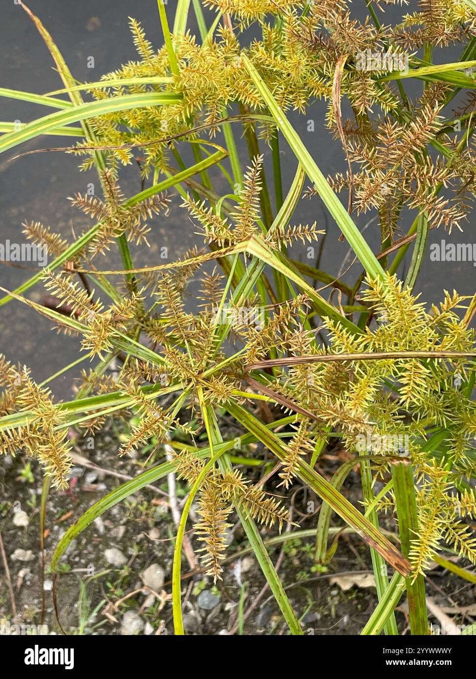 Cyperus pilosus hi-res stock photography and images - Alamy