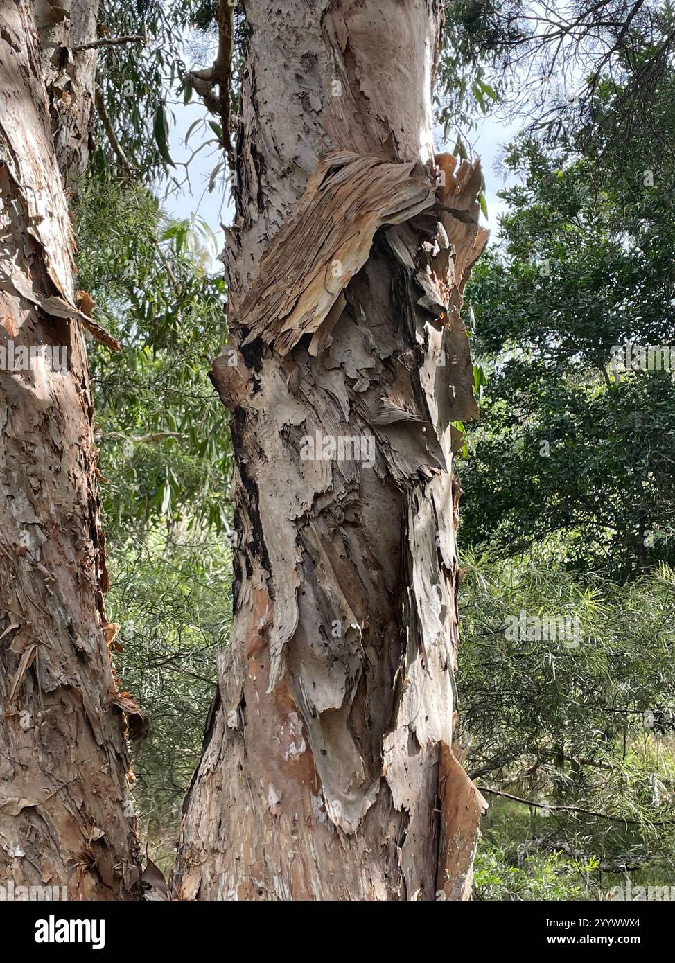 Weeping Paperbark (Melaleuca leucadendra Stock Photo - Alamy