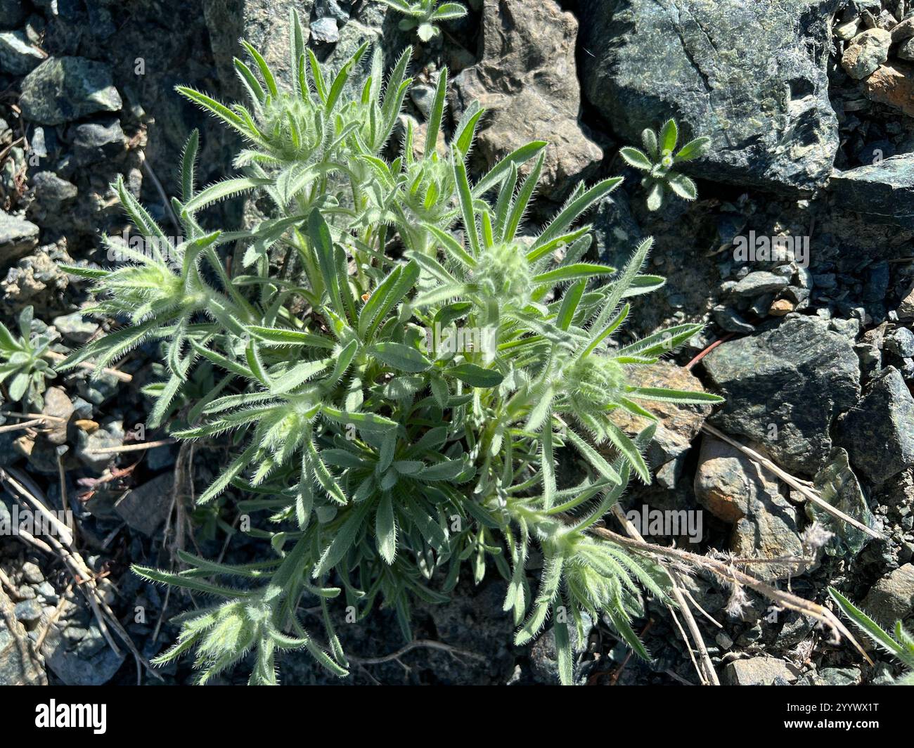 Thompson's Cryptantha (Oreocarya thompsonii Stock Photo - Alamy
