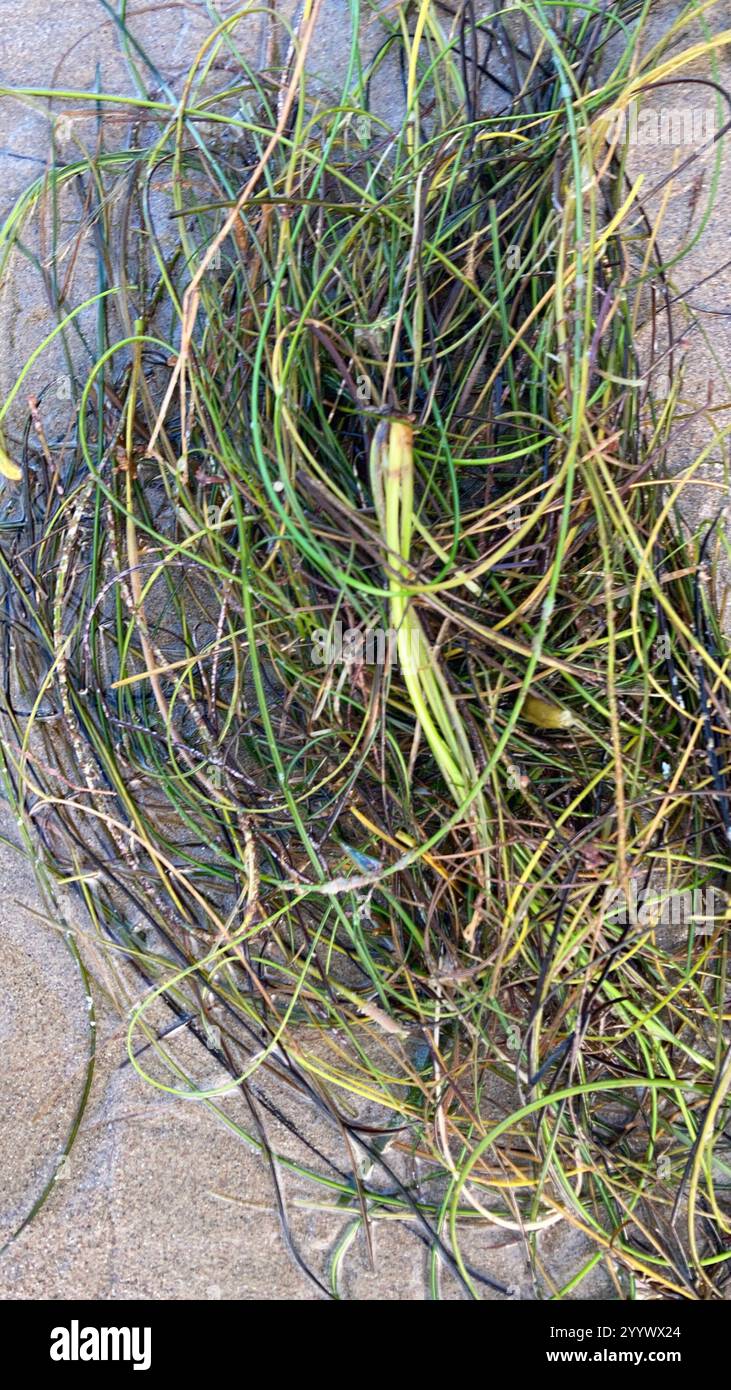 Torrey's Surfgrass (Phyllospadix torreyi Stock Photo - Alamy