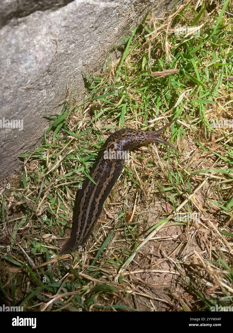 Leopard Slug (Limax maximus Stock Photo - Alamy