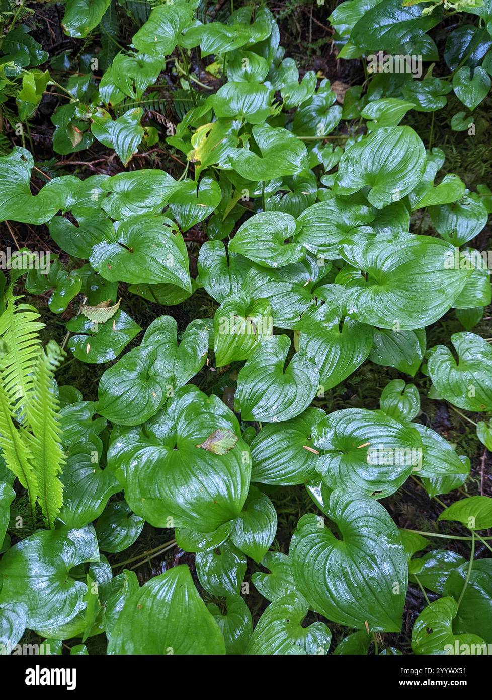 Western Lily of the Valley (Maianthemum dilatatum Stock Photo - Alamy