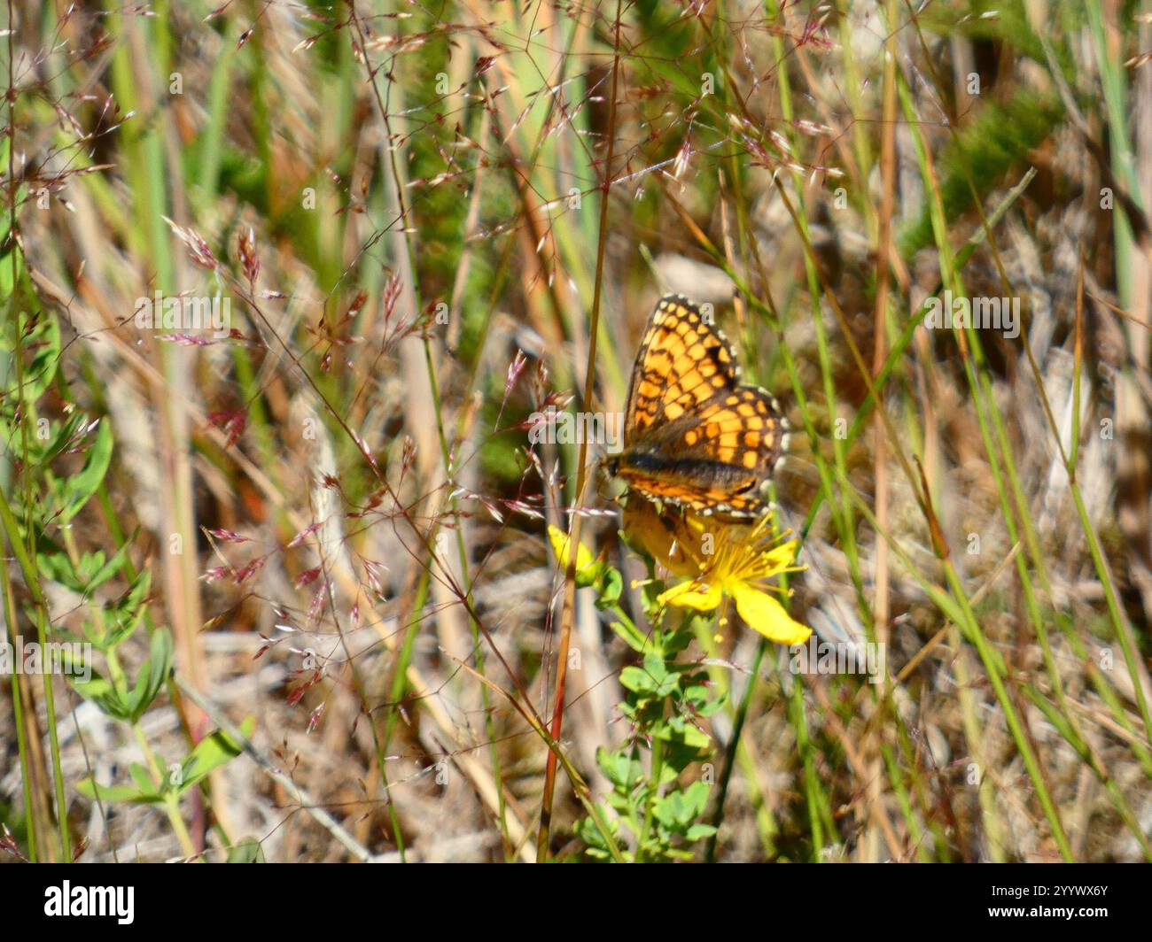 Heath Fritillary (Melitaea athalia Stock Photo - Alamy