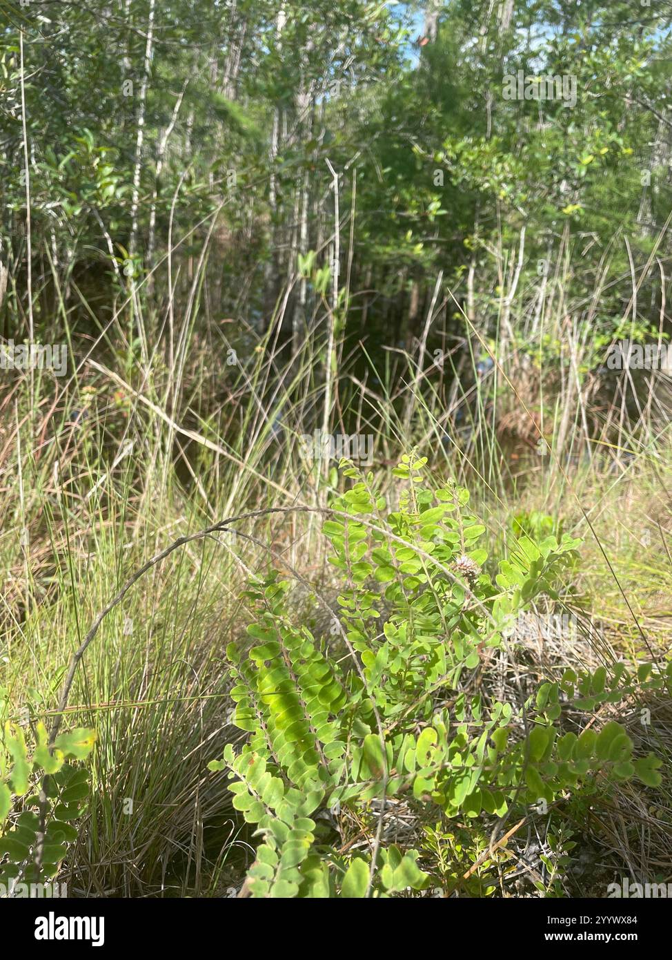 Clusterspike False Indigo (Amorpha herbacea Stock Photo - Alamy