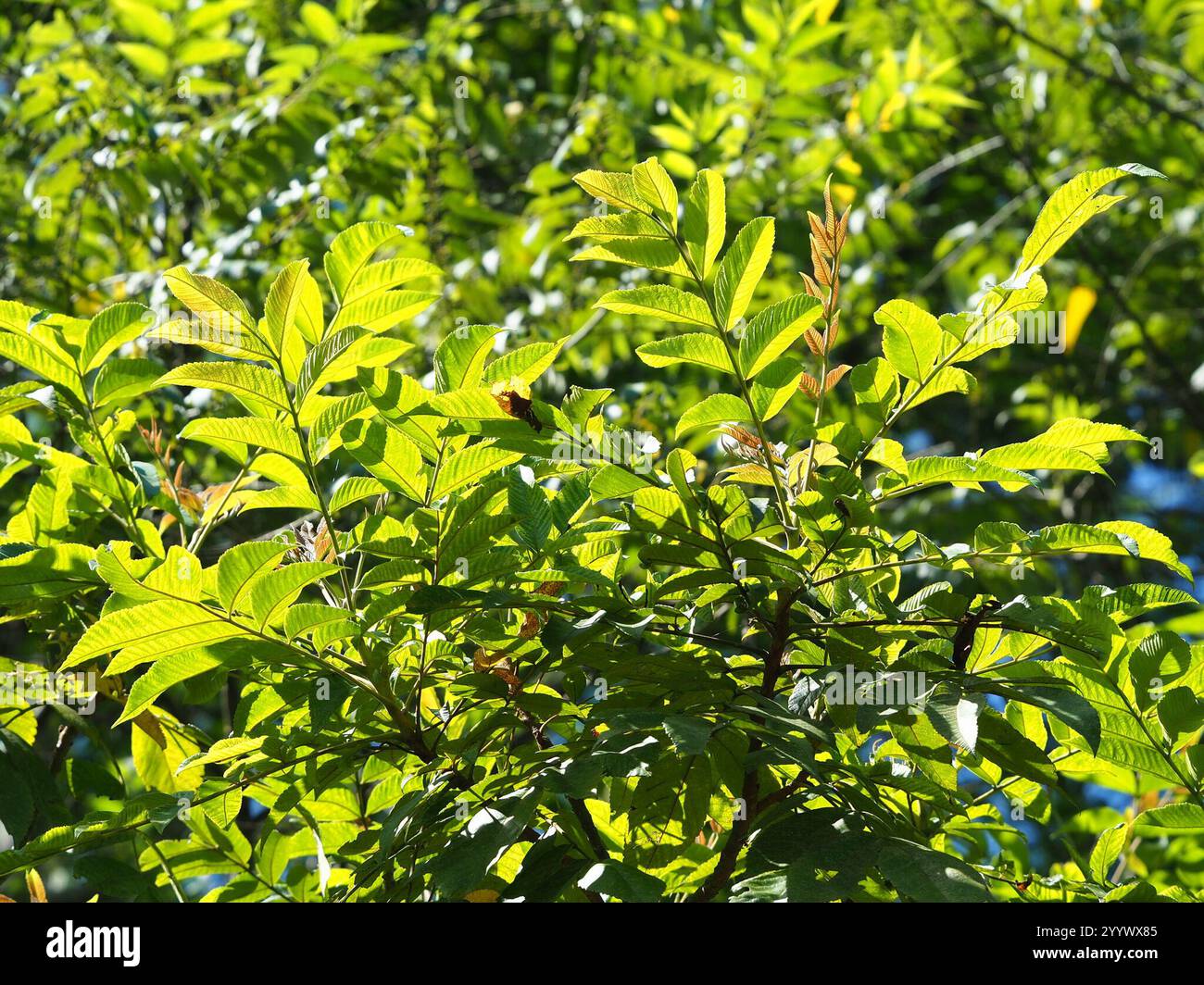 (Rhus chinensis roxburghii Stock Photo - Alamy