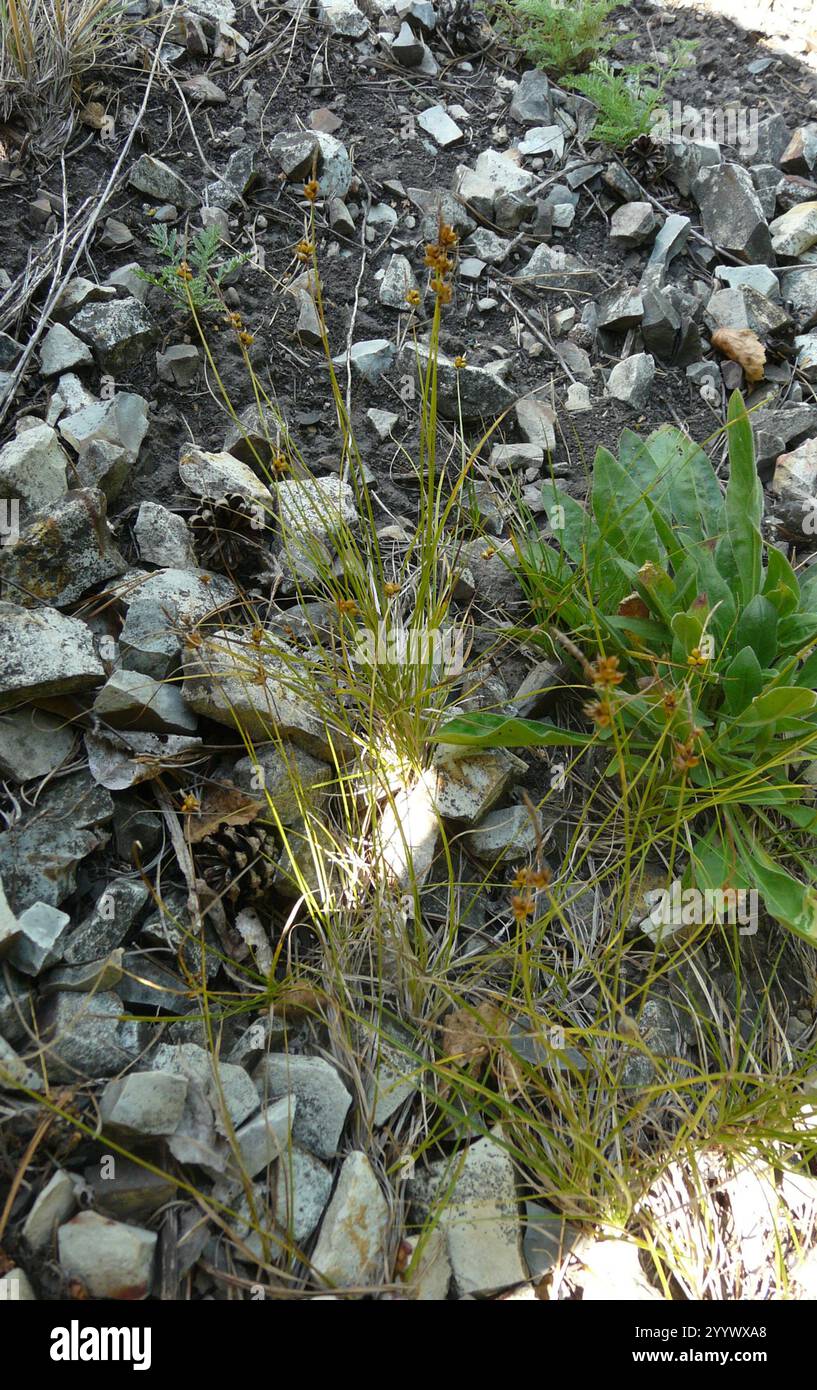weak arctic sedge (Carex supina Stock Photo - Alamy