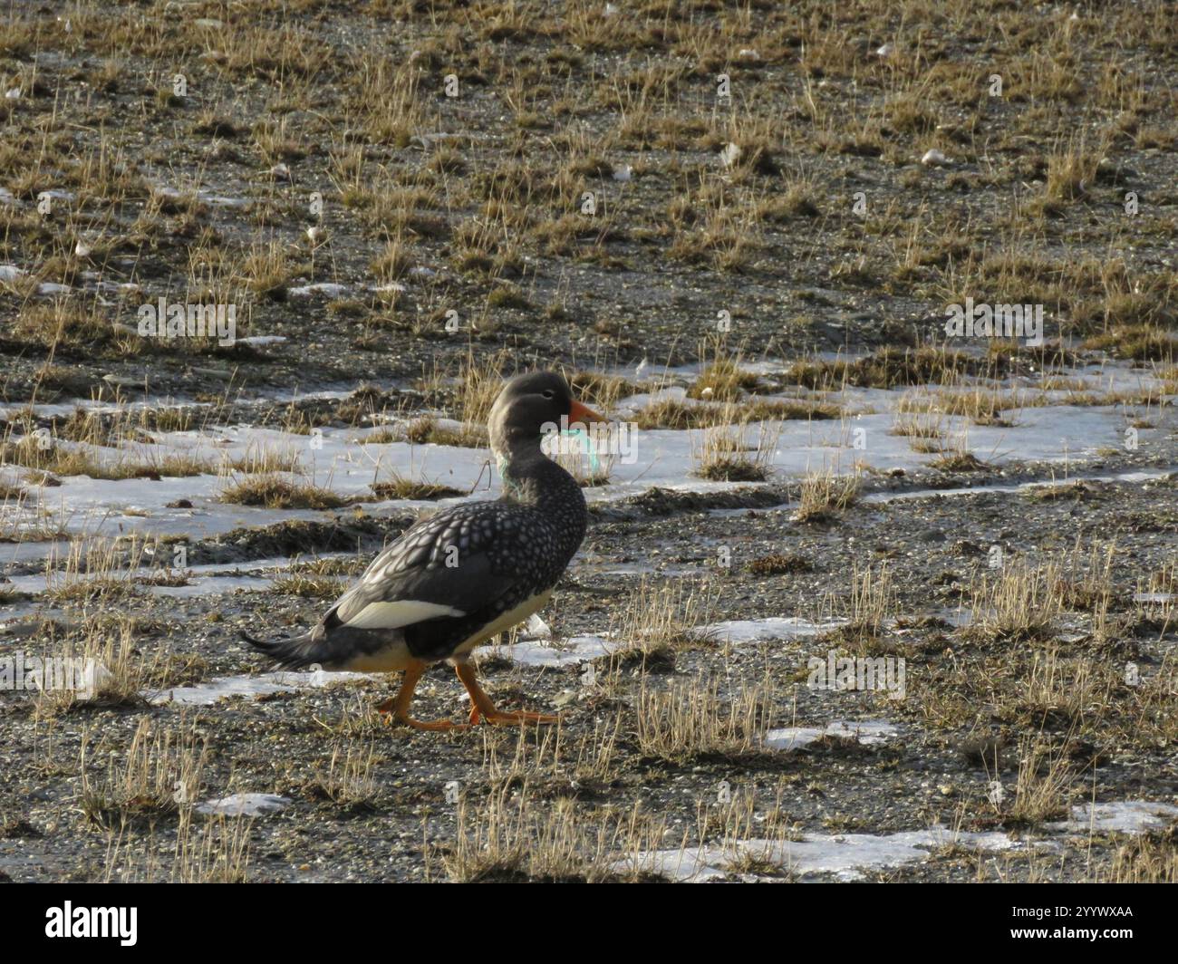Flying Steamer Duck (Tachyeres patachonicus Stock Photo - Alamy