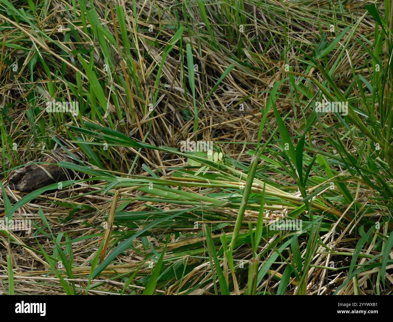 Black-winged Dragonlet (Erythrodiplax funerea Stock Photo - Alamy