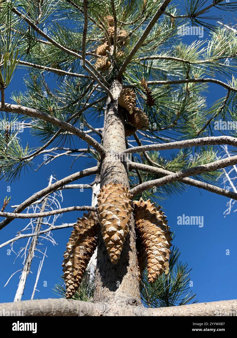knobcone pine (Pinus attenuata Stock Photo - Alamy