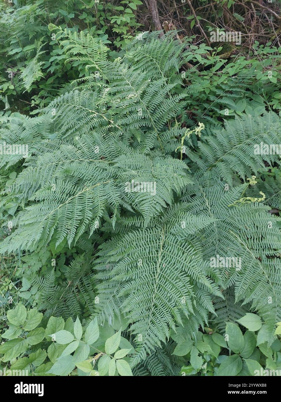 northern lady fern (Athyrium angustum Stock Photo - Alamy