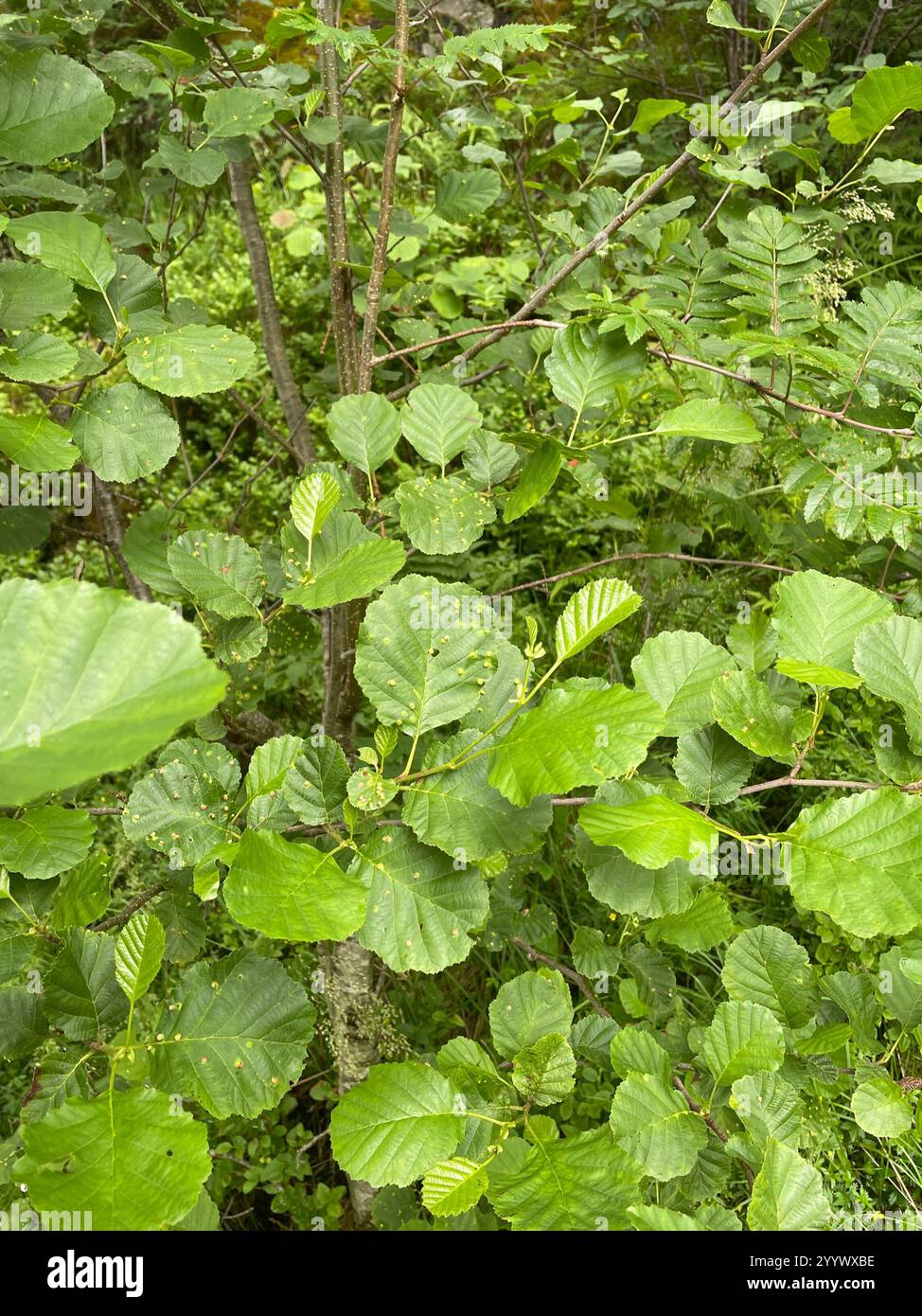 common alder (Alnus glutinosa Stock Photo - Alamy