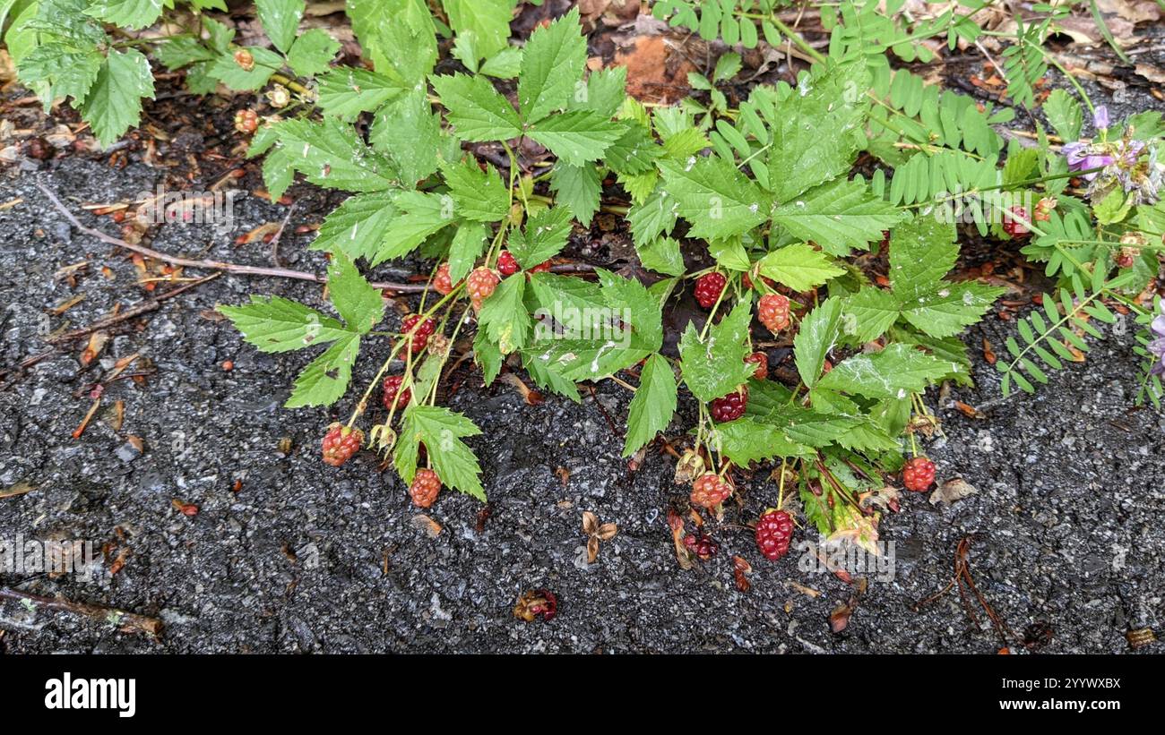 Common Dewberry (Rubus flagellaris Stock Photo - Alamy