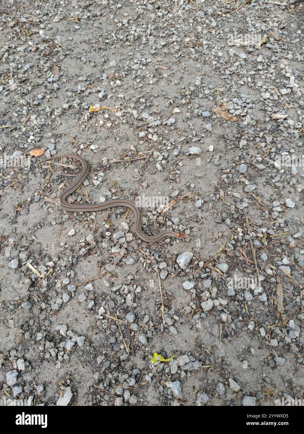 Northern Redbelly Snake (Storeria occipitomaculata occipitomaculata ...