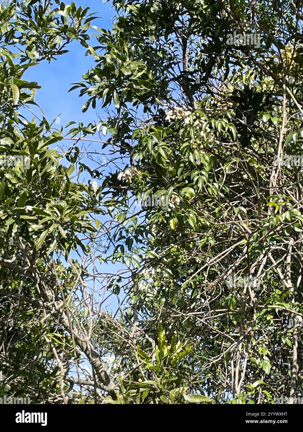 wonga vine (Pandorea pandorana Stock Photo - Alamy