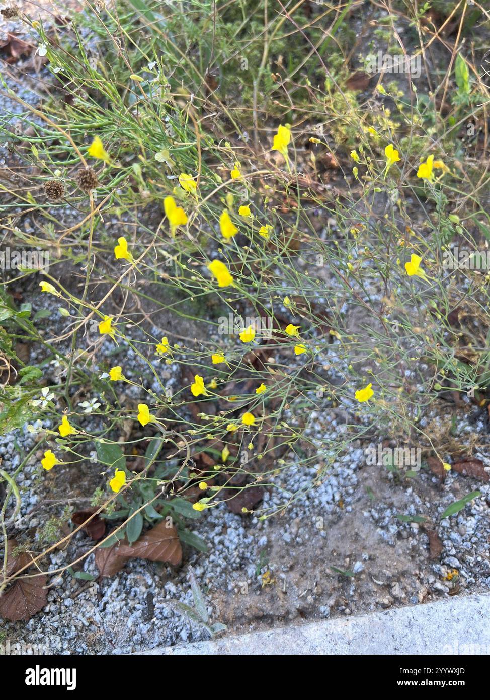 Ballast Toadflax (Linaria spartea Stock Photo - Alamy