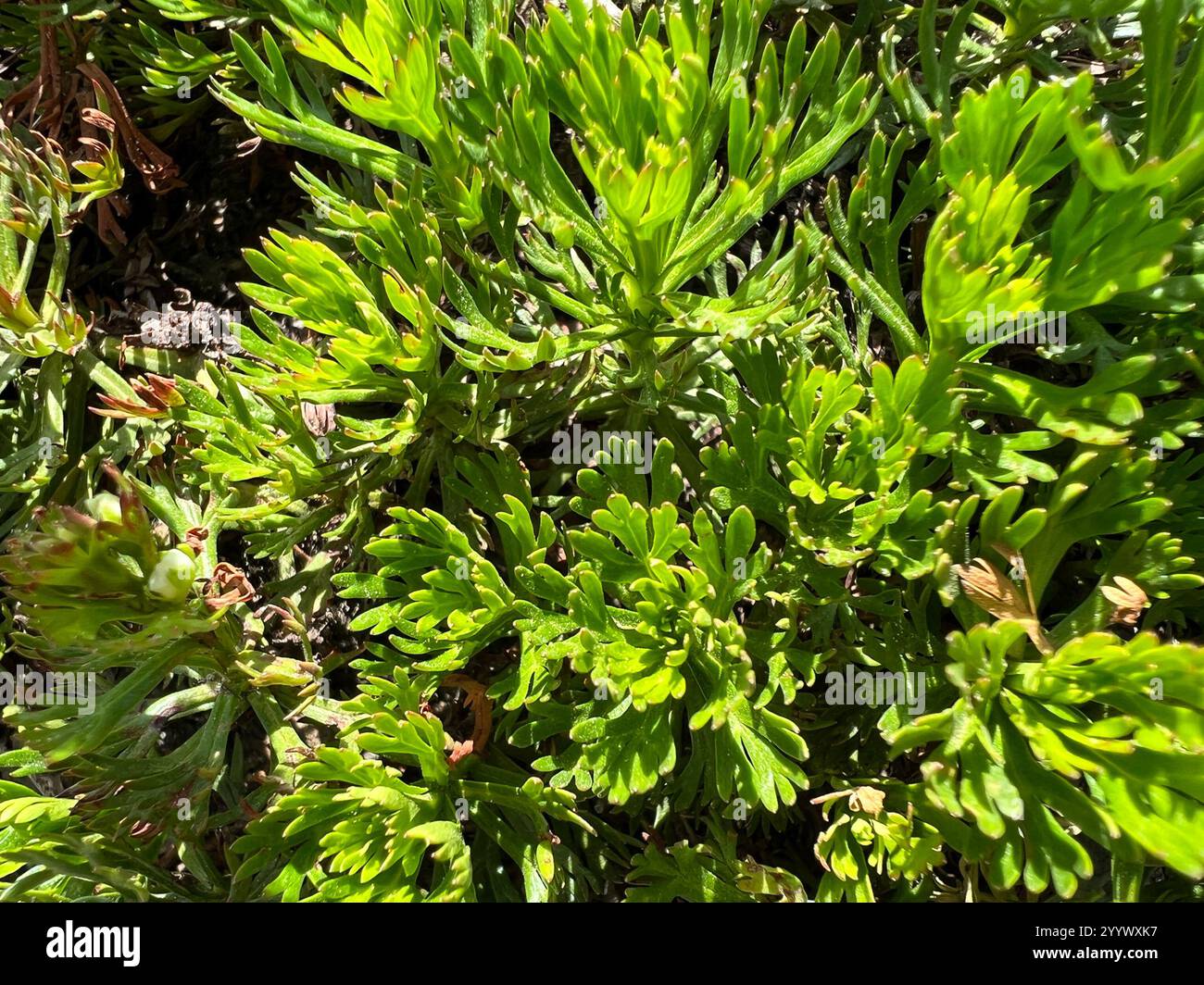 Partridgefoot (Luetkea pectinata Stock Photo - Alamy