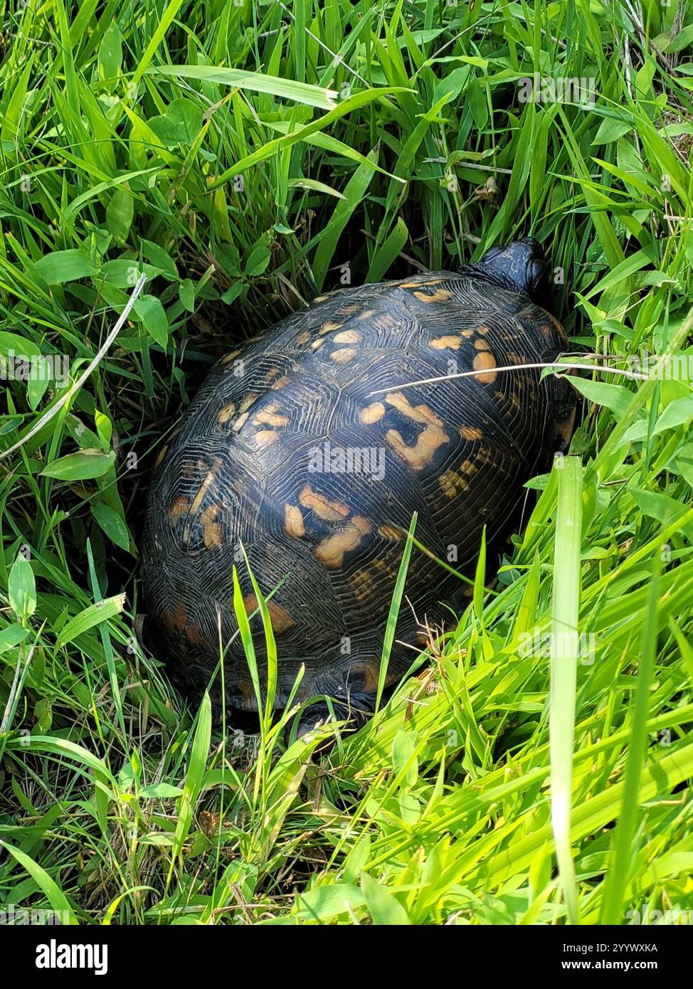 Eastern Box Turtle (Terrapene carolina carolina Stock Photo - Alamy