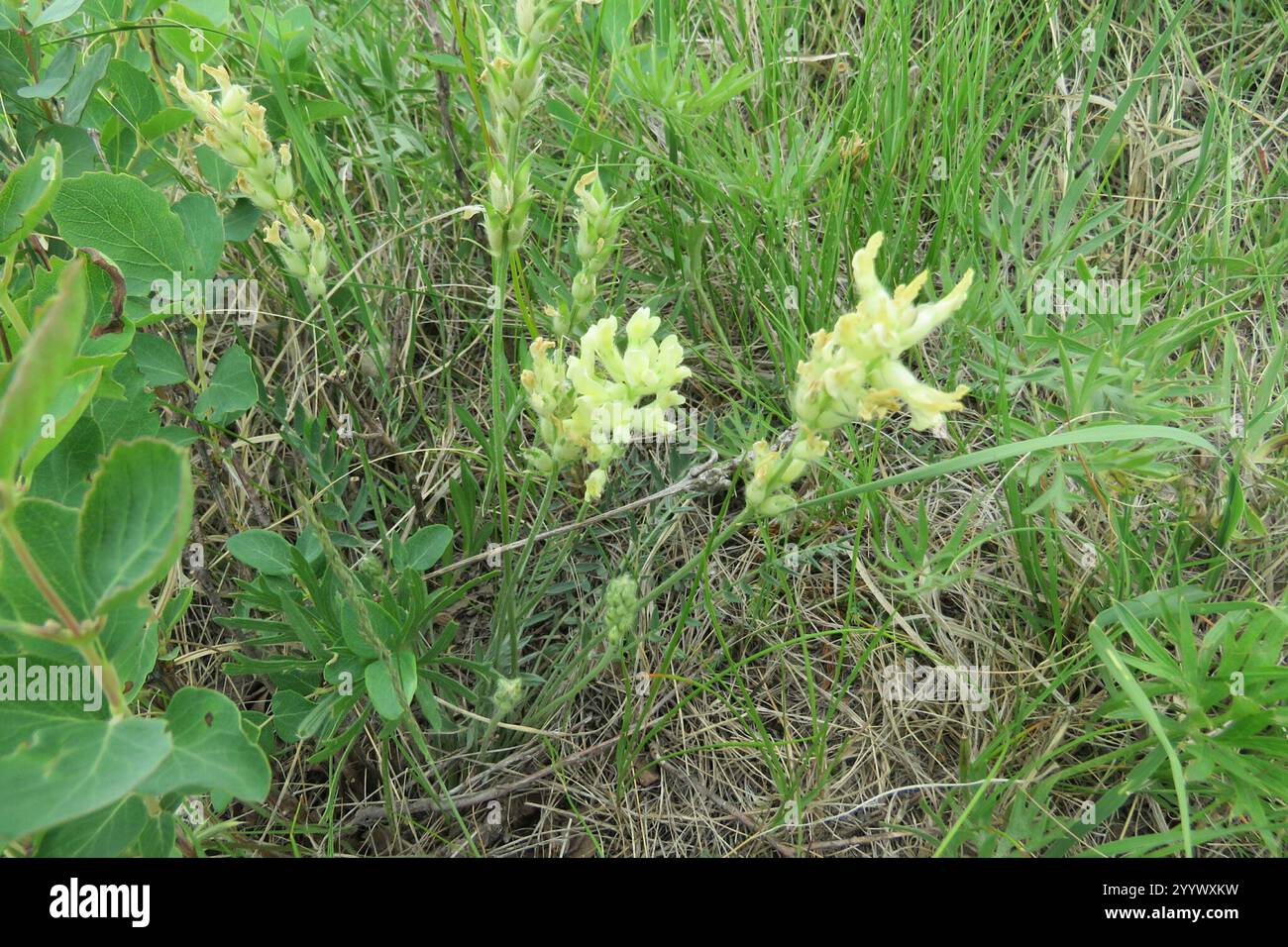 field locoweed (Oxytropis campestris Stock Photo - Alamy