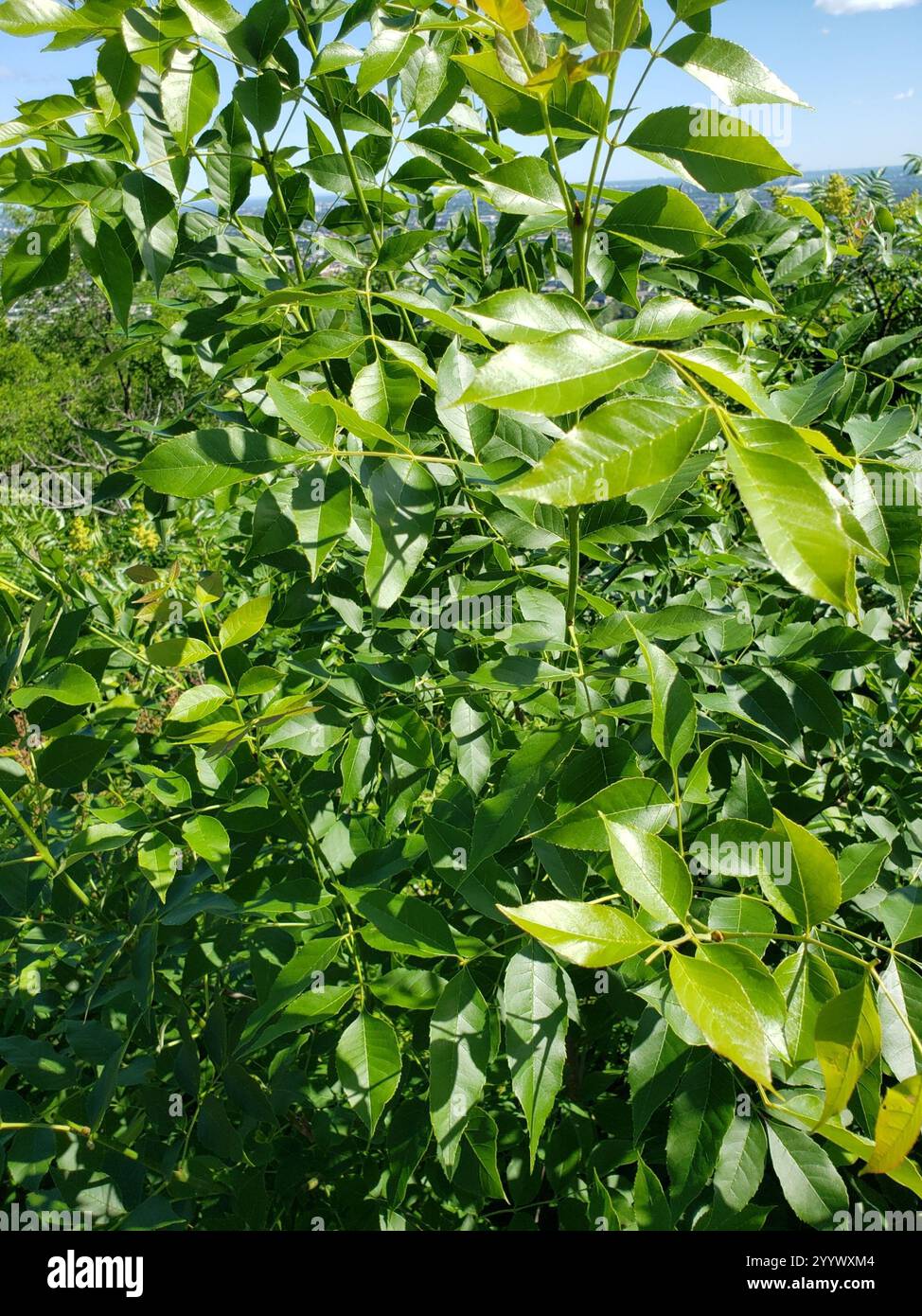 green ash (Fraxinus pennsylvanica Stock Photo - Alamy