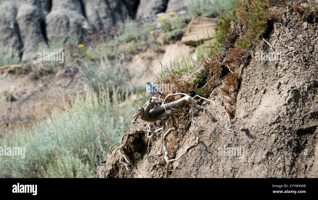 Mountain Bluebird (Sialia currucoides Stock Photo - Alamy