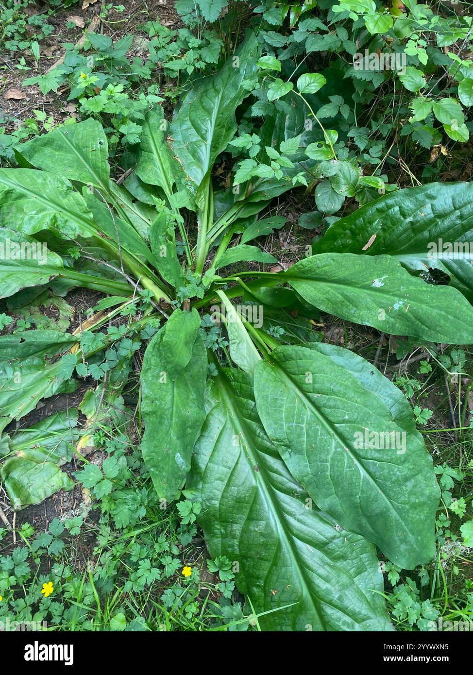 western skunk cabbage (Lysichiton americanus Stock Photo - Alamy