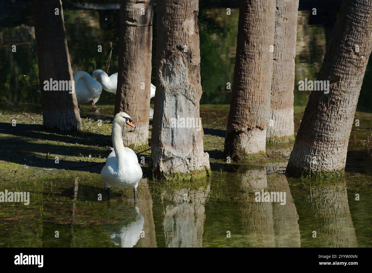 One white swan on the edge of shore and standing in water. Low view ...