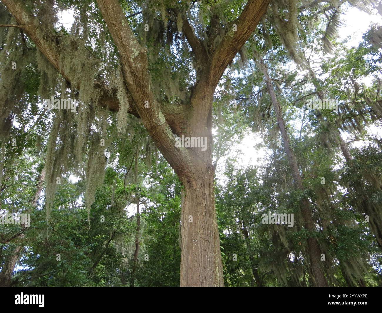 water oak (Quercus nigra Stock Photo - Alamy