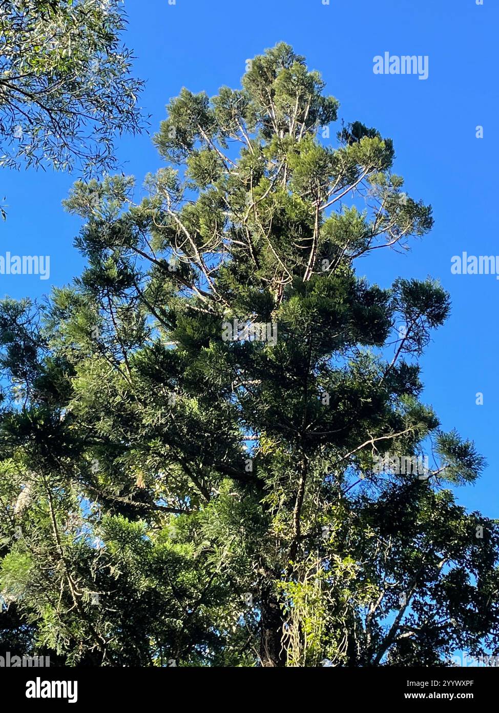 Hoop pine (Araucaria cunninghamii Stock Photo - Alamy