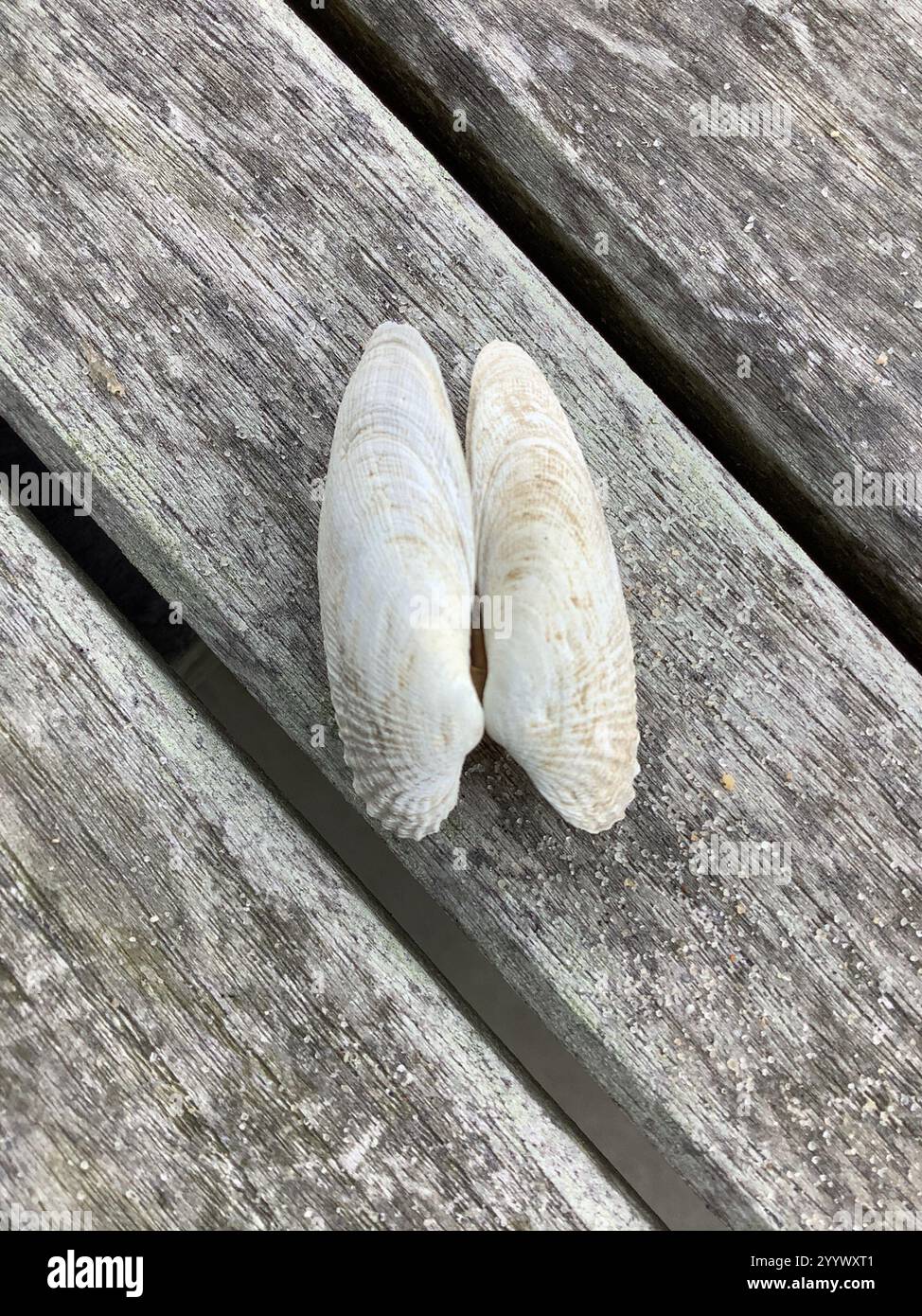 False Angelwing (Petricolaria pholadiformis Stock Photo - Alamy