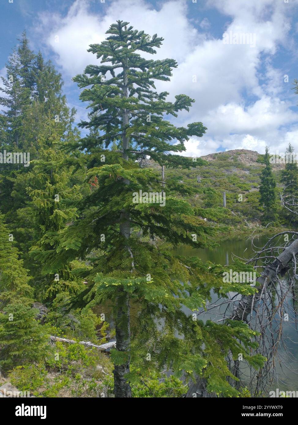 Shasta Red Fir (Abies magnifica shastensis Stock Photo - Alamy