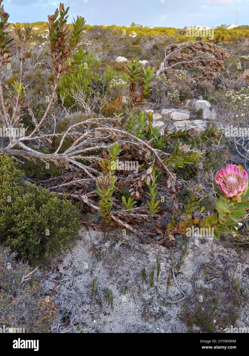 Bot River Sugarbush (Protea compacta Stock Photo - Alamy