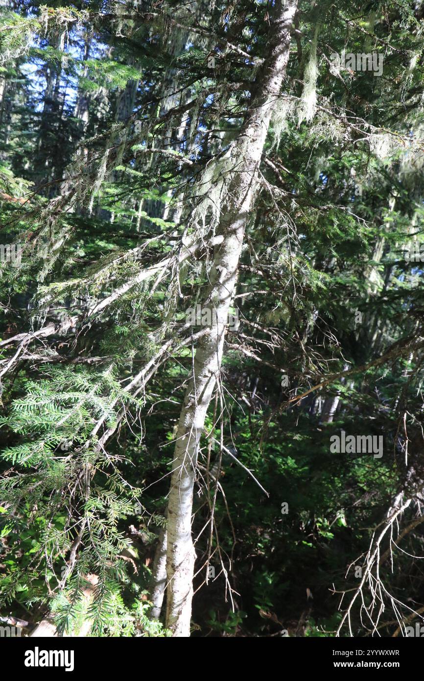 Pacific silver fir (Abies amabilis Stock Photo - Alamy